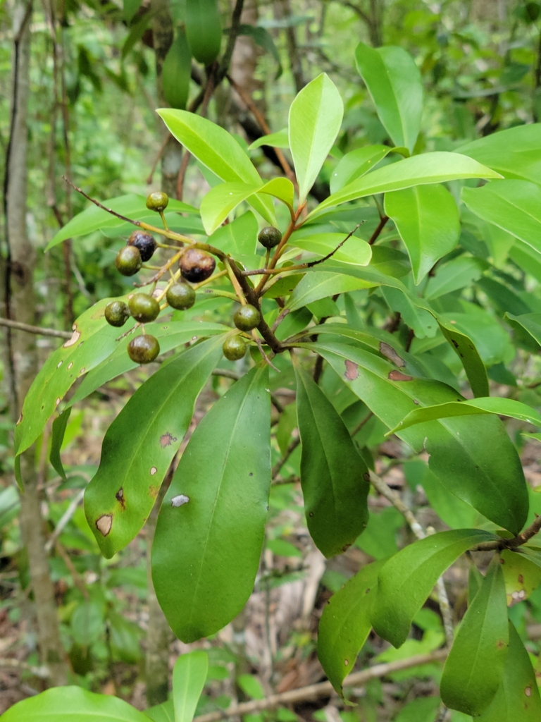 Marlberry from Alva, FL 33920, USA on July 15, 2023 at 12:18 PM by Jay ...
