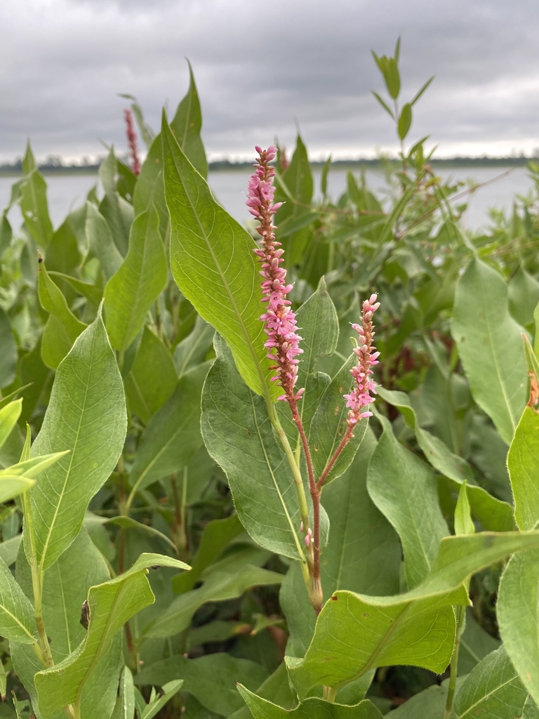 water smartweed in July 2023 by abelkinser · iNaturalist