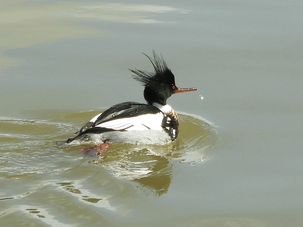 Red-breasted Merganser from Moss Landing Harbor, Moss Landing, CA, US ...