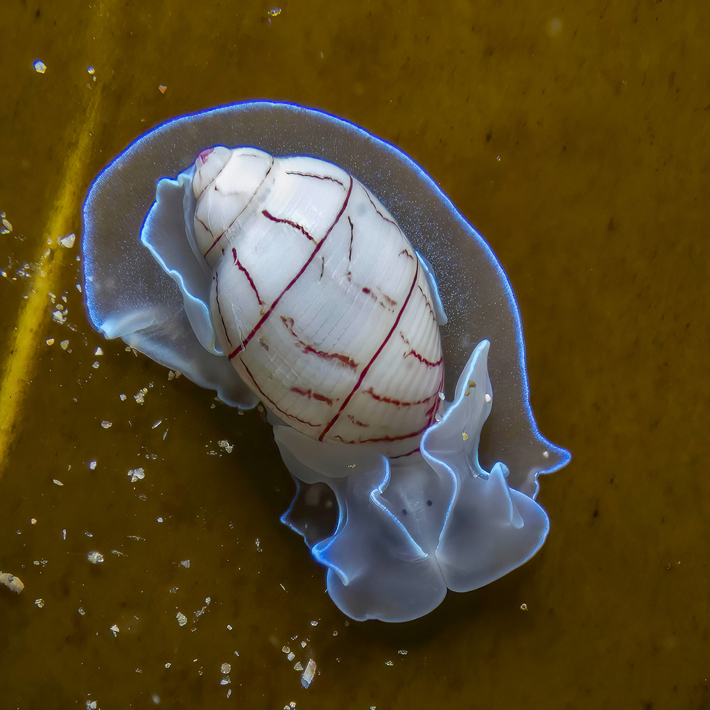 Red Lined Bubble Snail From Bare Bluff New South Wales Australia On