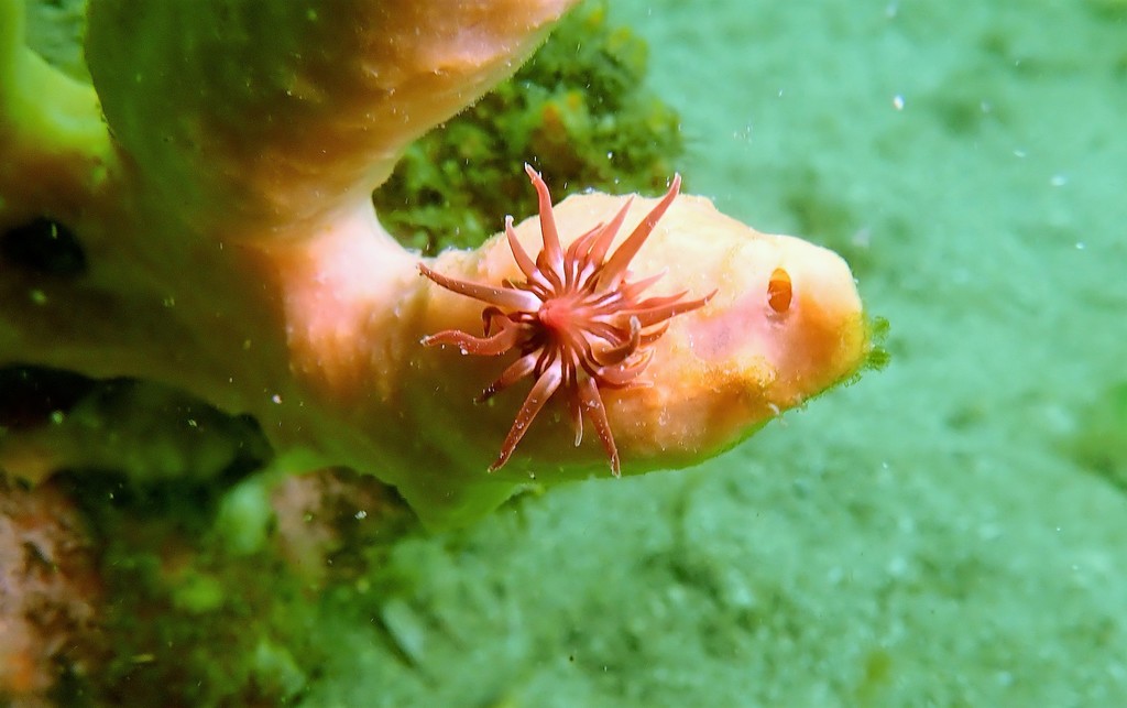 Anemonia mutabilis from Fingal Bay NSW 2315, Australia on January 4 ...
