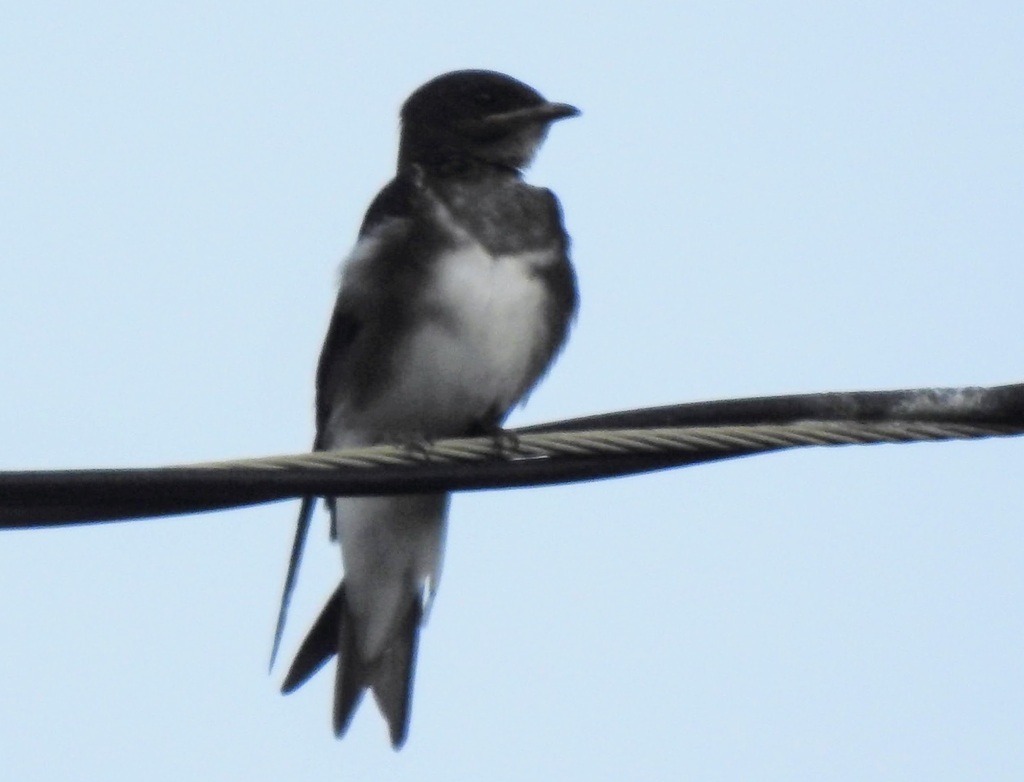 Caribbean Martin from Viejo San Juan, San Juan, Puerto Rico on July 6 ...