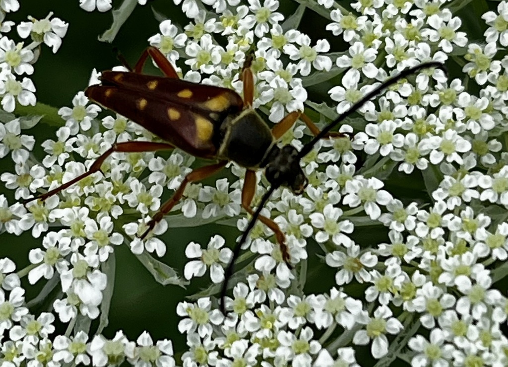 Banded Longhorn Beetle from The Robert Frost Farm, Derry, NH, US on ...