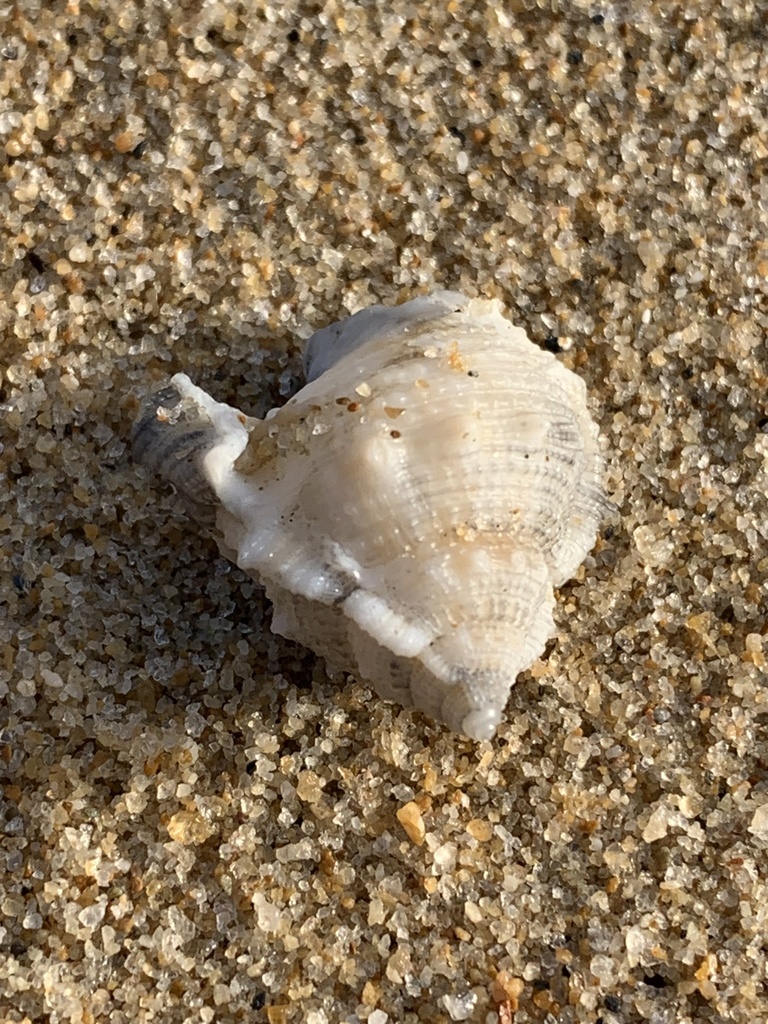 Frog Shell from Trinity Bay, Palm Cove, QLD, AU on July 16, 2023 at 07: ...