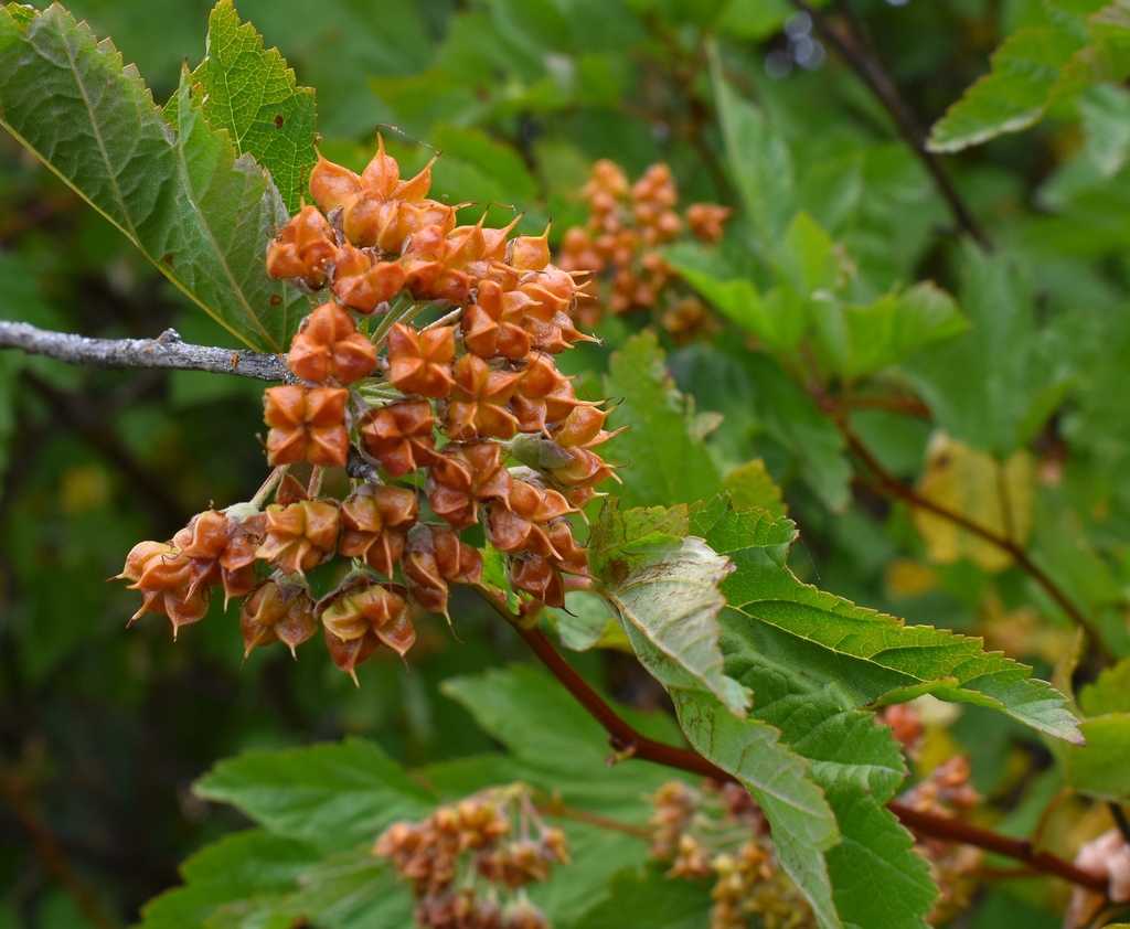 Pacific ninebark from FBP Native Plant Nursery HBRA, Eugene, OR 97405 ...