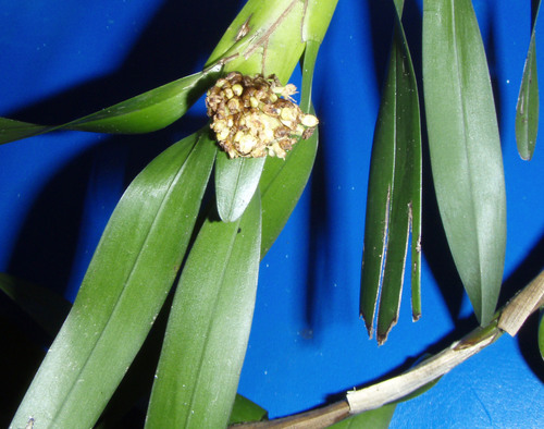 Agrostophyllum occidentale · iNaturalist