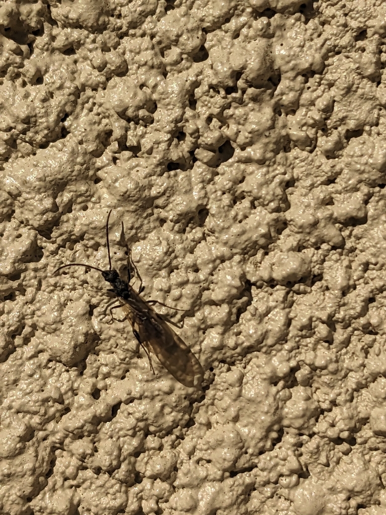 Insects from Zillmere QLD 4034, Australia on July 16, 2023 at 08:09 AM ...