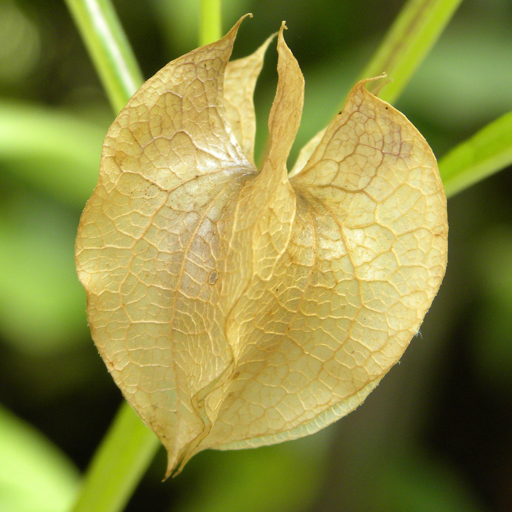 apple-of-Peru in July 2013 by M. Whitson. I grew *Nicandra* one year ...