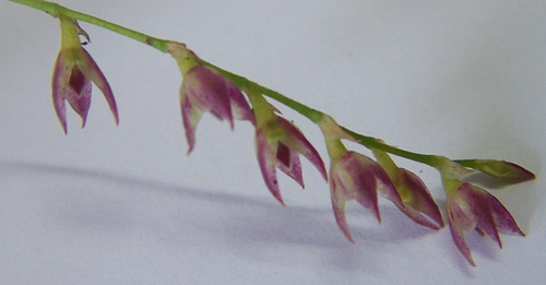 Bulbophyllum intertextum · iNaturalist