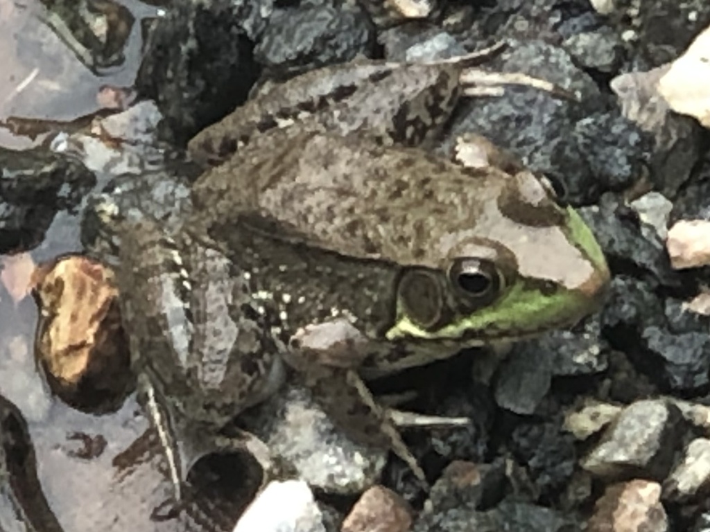 Green Frog from Byrd Park, Richmond, VA, US on July 15, 2023 at 10:54 ...
