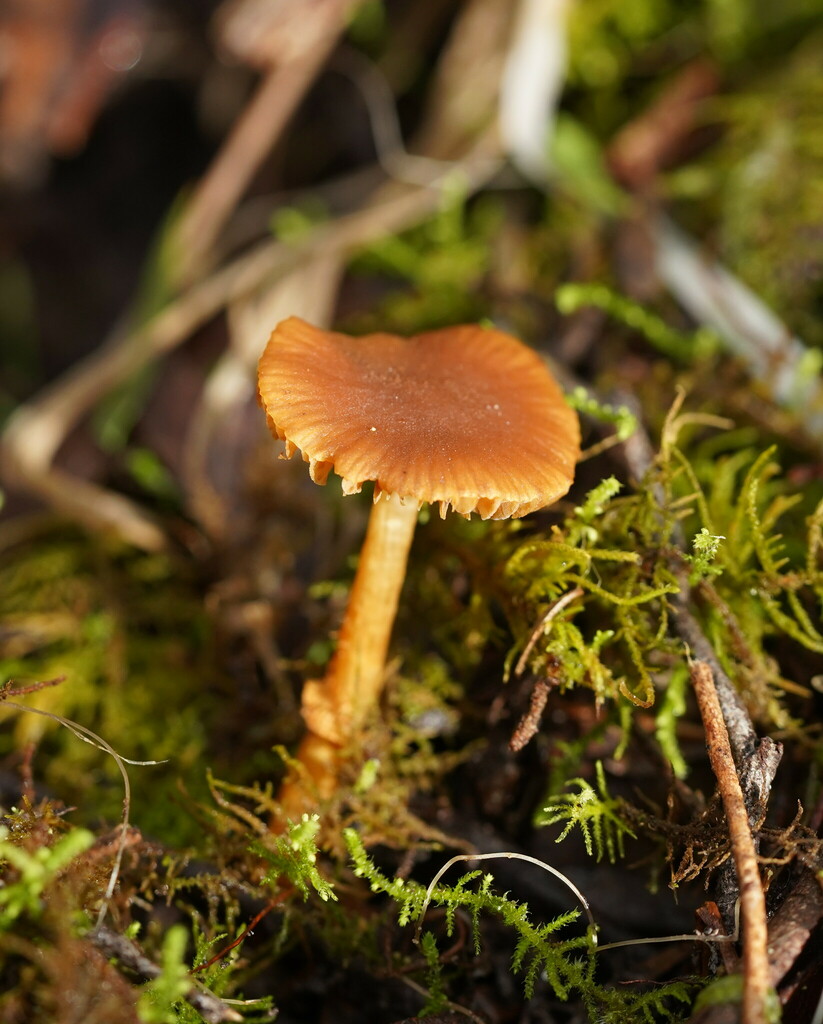 Descolea recedens from Taggerty VIC 3714, Australia on July 14, 2023 at ...