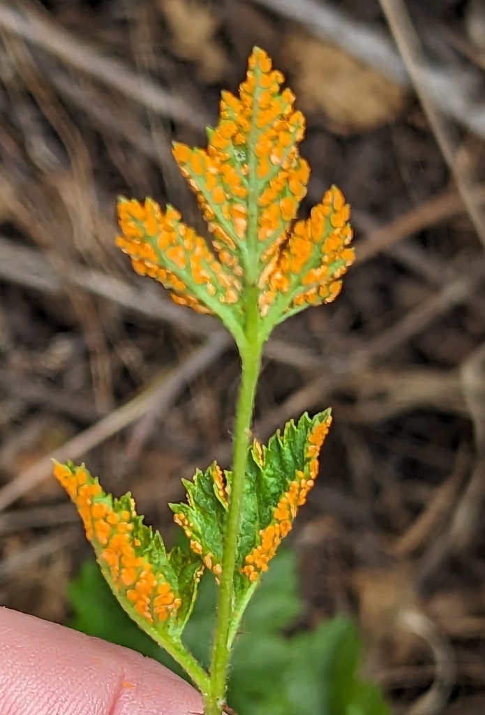 blackberry orange rust from Lincoln Park, San Francisco, CA, USA on ...