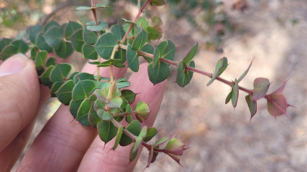 spiny bush-pea from Cedar Creek QLD 4207, Australia on July 16, 2023 at ...