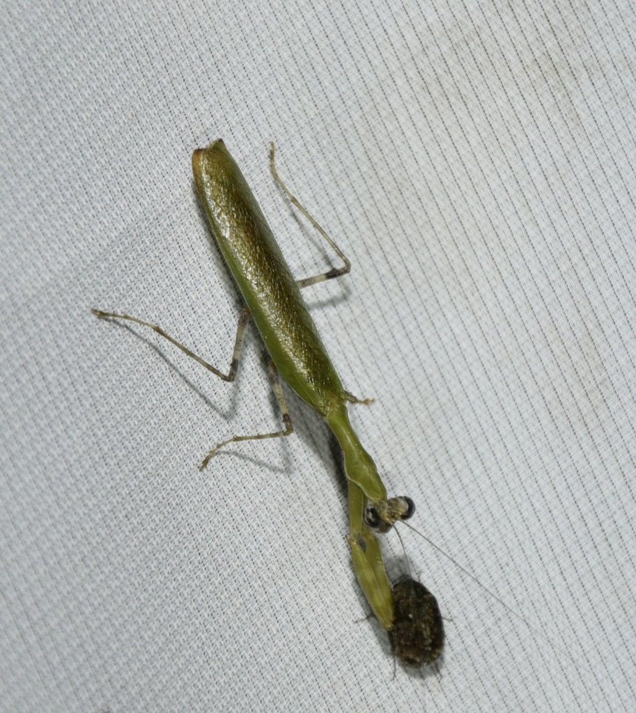 Japanese Boxer Mantis in July 2023 by 彭啟賢 · iNaturalist