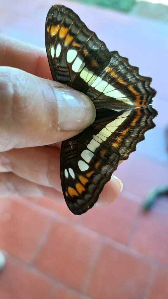 Alala sister from RNSC Nuestro Sueño Charalá, Santander, Colombia on ...