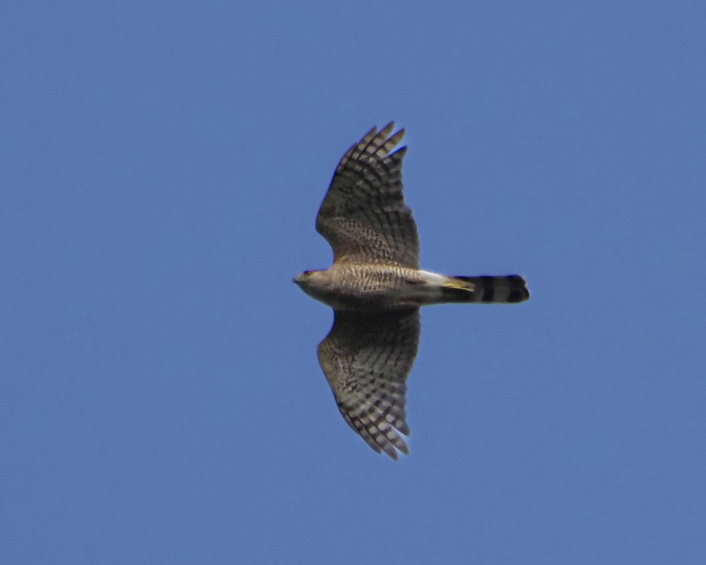 Cooper's Hawk from Robinson Ranch, Austin, TX, USA on July 15, 2023 at ...