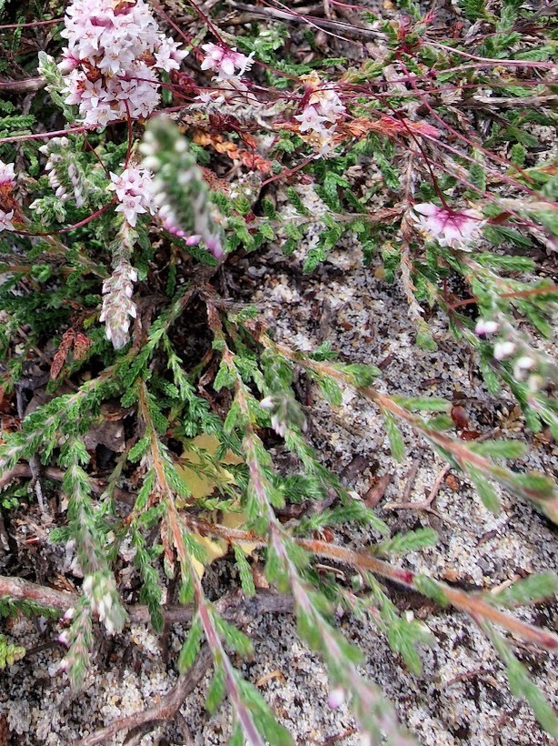 common heather from West Sussex, UK on July 15, 2023 by Sim Elliott ...