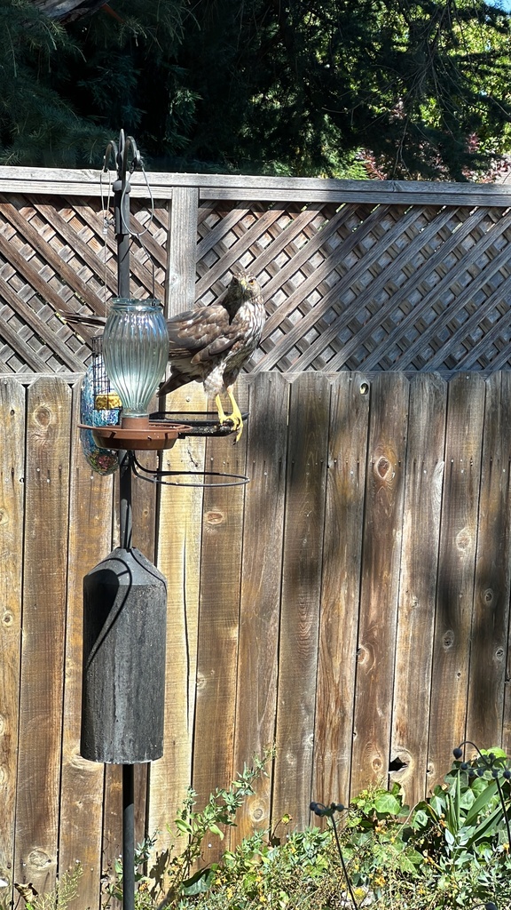 Cooper's Hawk from Pope Ct, Santa Rosa, CA, US on July 15, 2023 at 03: ...