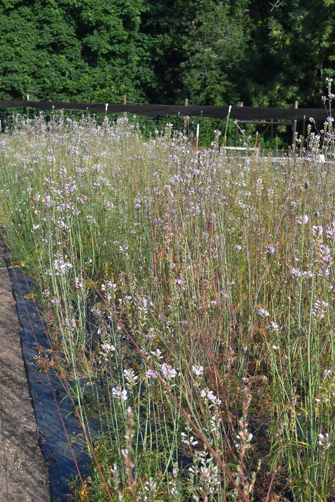 Meadow Checker-mallow from FBP Native Plant Nursery HBRA Lane County ...