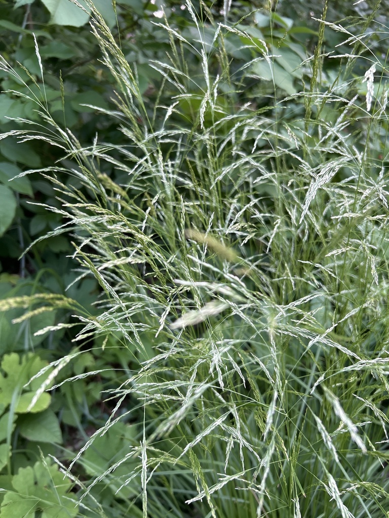 Swamp Meadow-grass from Lancelot Dr, Brookfield, WI, US on July 15 ...
