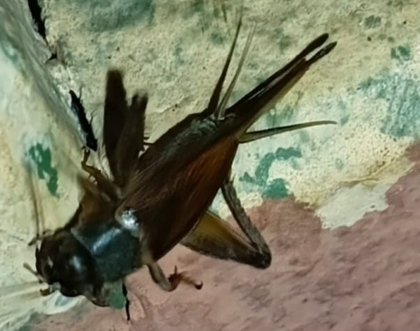 Teleogryllus from Consejo Provincial, Quito, Ecuador on June 23, 2023 ...