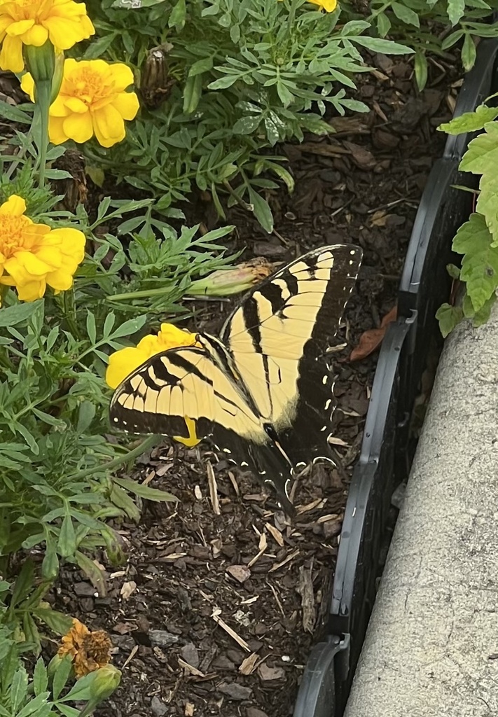 Eastern Tiger Swallowtail from Woodleaf, NC, US on July 15, 2023 at 05: ...