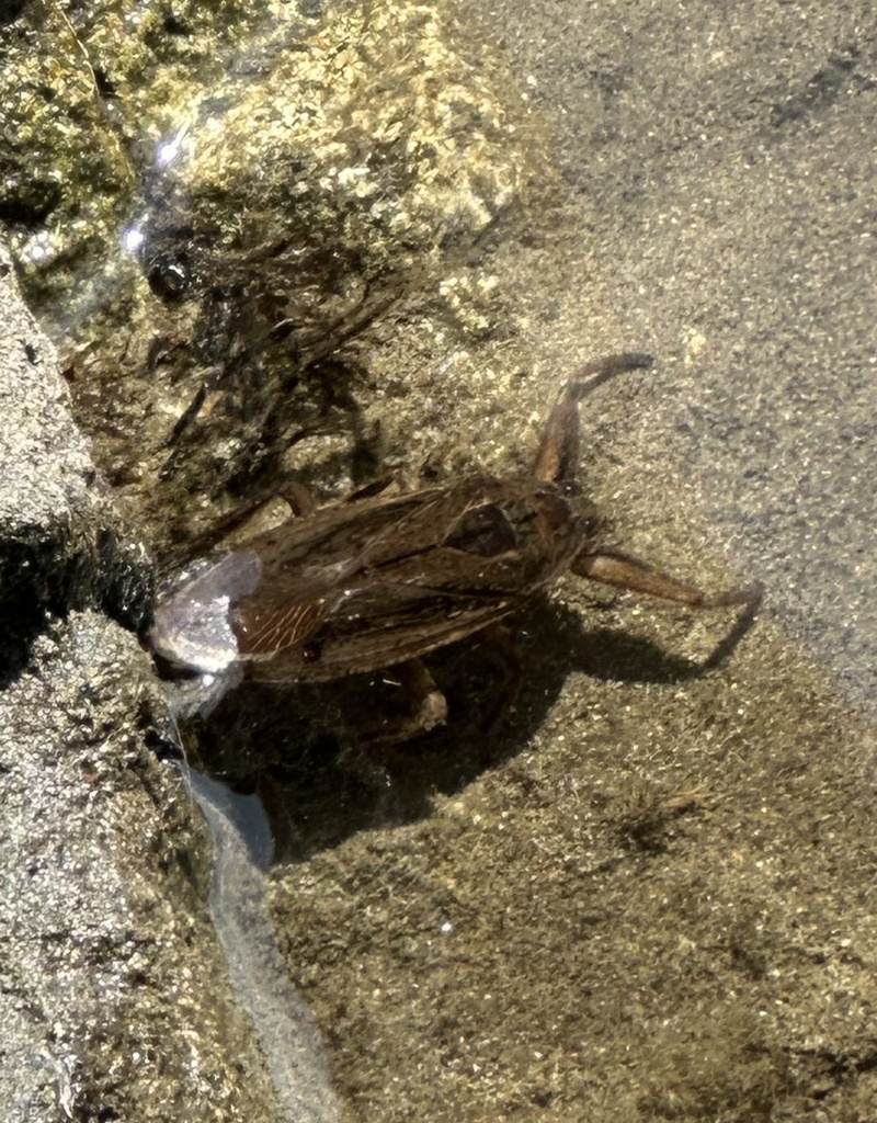 American Giant Water Bug from Cowichan Valley, BC, CA on July 14, 2023 ...