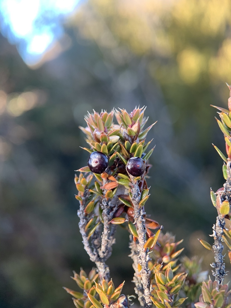 Planocarpa nitida in July 2023 by jmarth · iNaturalist