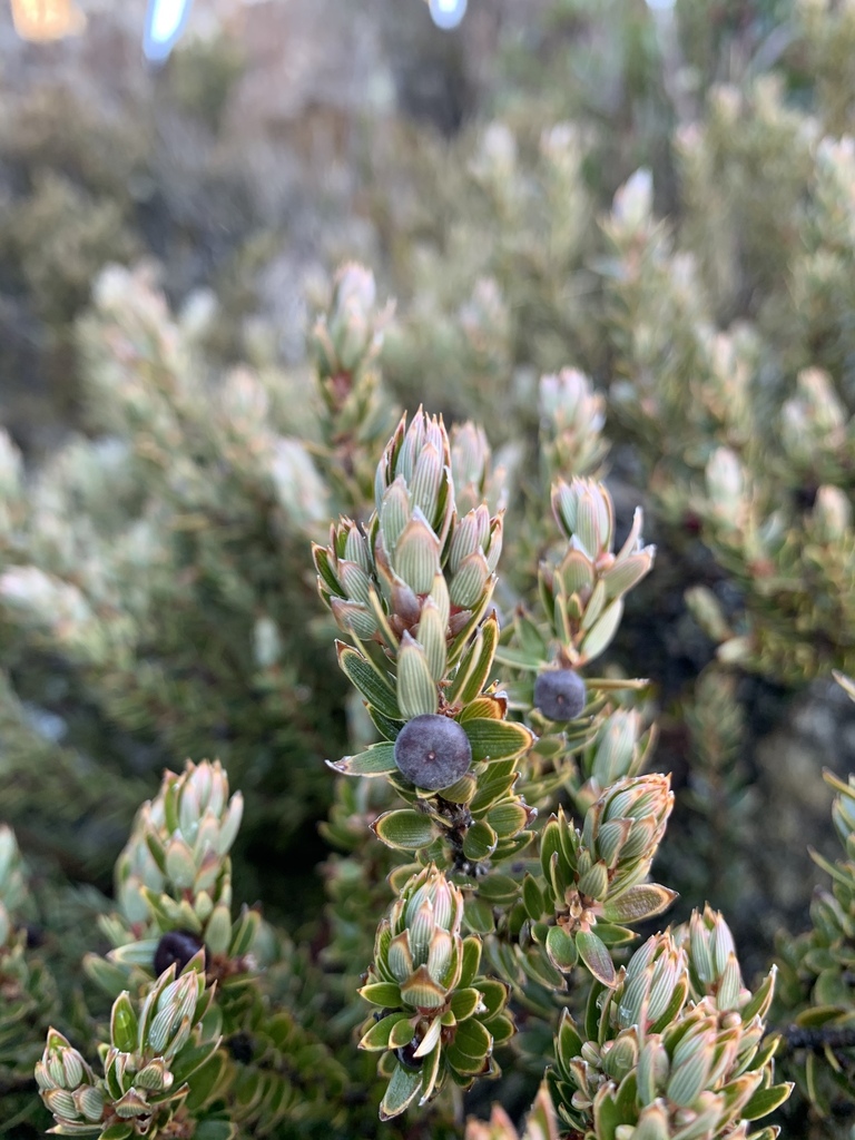 Planocarpa petiolaris from Liffey Conservation Area, Liffey, TAS, AU on ...