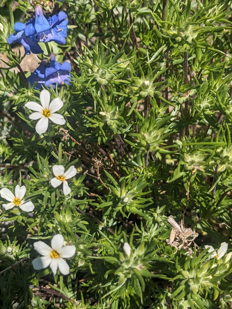Nuttall's Linanthus from Alta, UT 84092, USA on July 15, 2023 at 01:58 ...