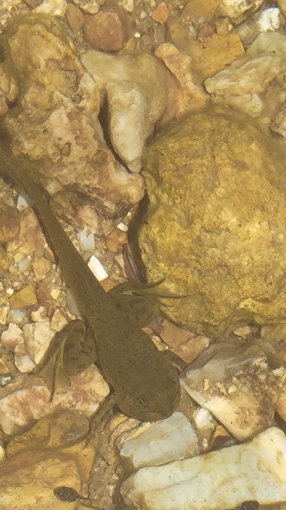 American Bullfrog from Union Township, MO, USA on July 3, 2023 at 01:58 ...