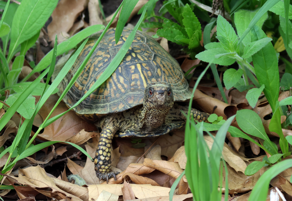 Common Box Turtle in April 2023 by joshua_uffman · iNaturalist
