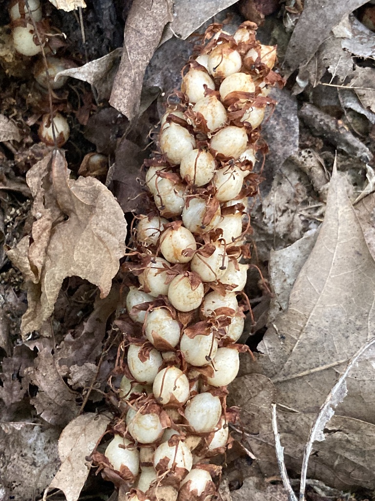 American cancer-root in July 2023 by laketony · iNaturalist