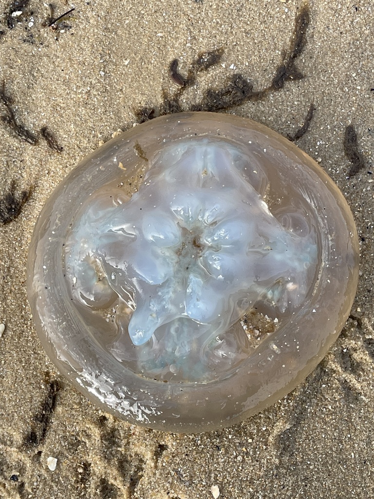 True Jellies from Port Phillip, Port Melbourne, VIC, AU on July 16 ...