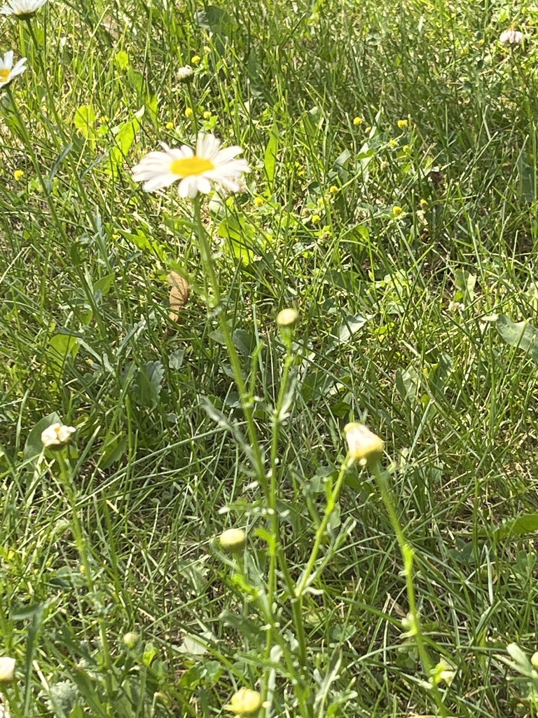 oxeye daisy from Crow Wing State Park, Brainerd, MN, US on June 12 ...