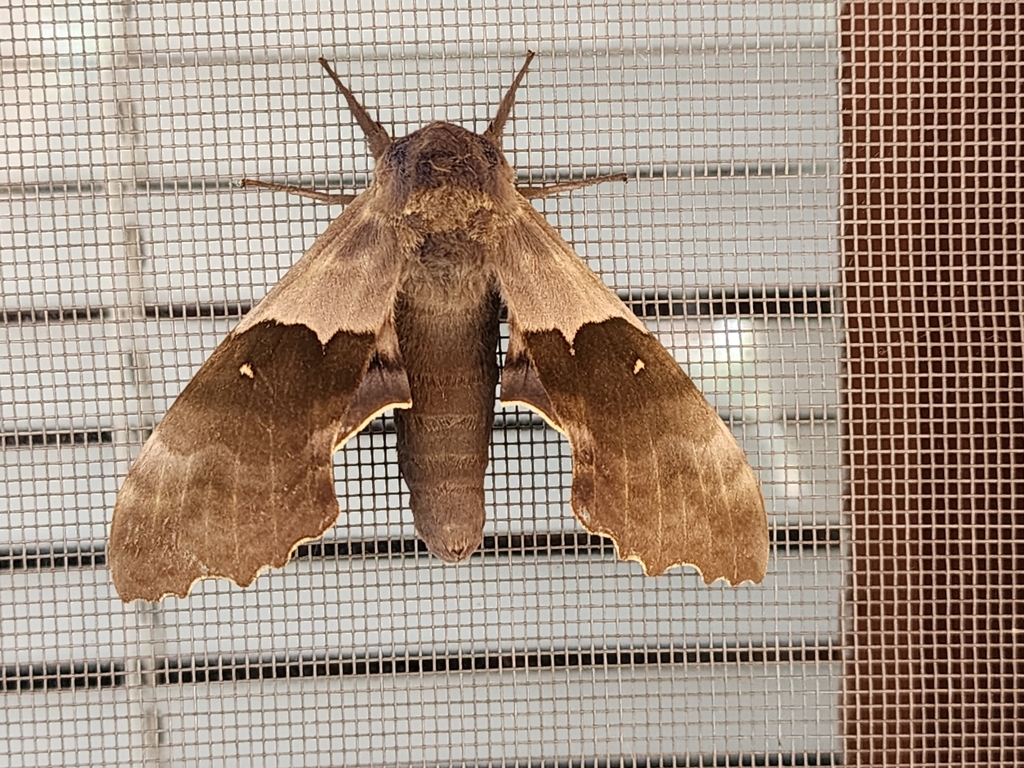 Modest Sphinx from Isle Royale National Park on July 14, 2023 at 01:05 ...
