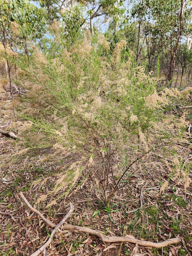 Sifton Bush from Bannockburn VIC 3331, Australia on July 16, 2023 at 10 ...