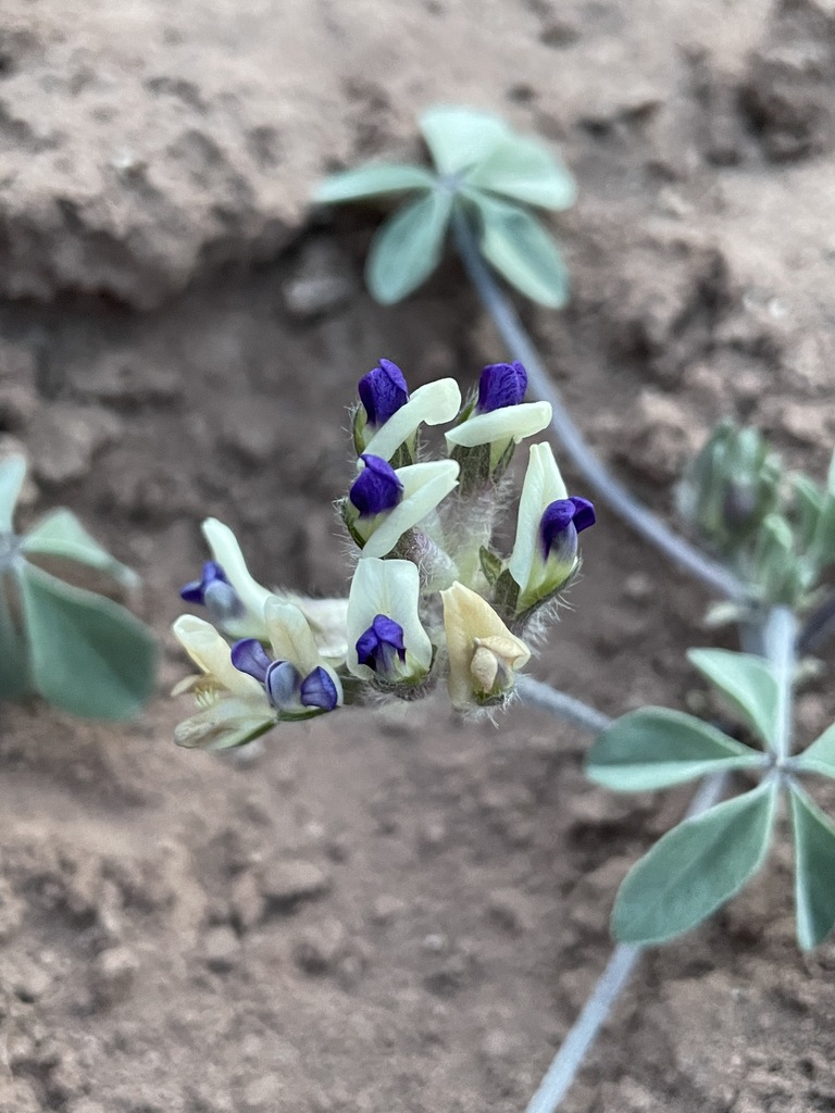 aromatic Indian breadroot from San Juan County, UT, USA on May 03, 2023 ...