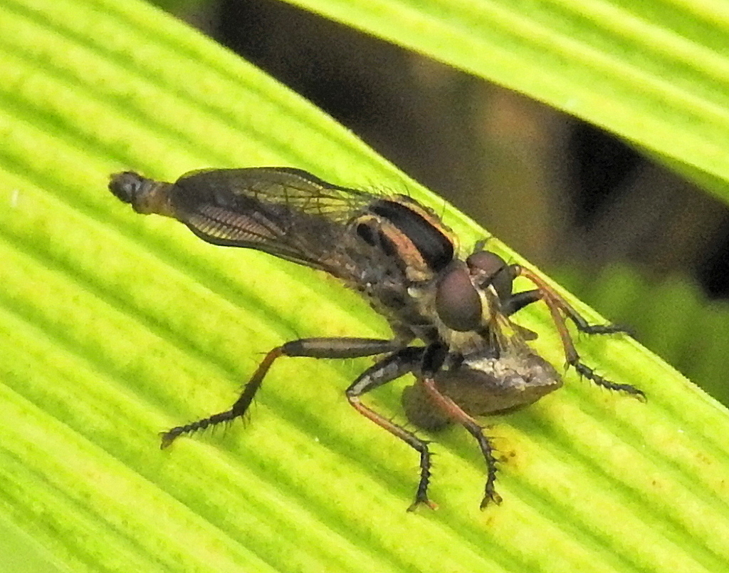 Garden Robber Fly from Garden Route Botanical Garden on January 9, 2019 ...