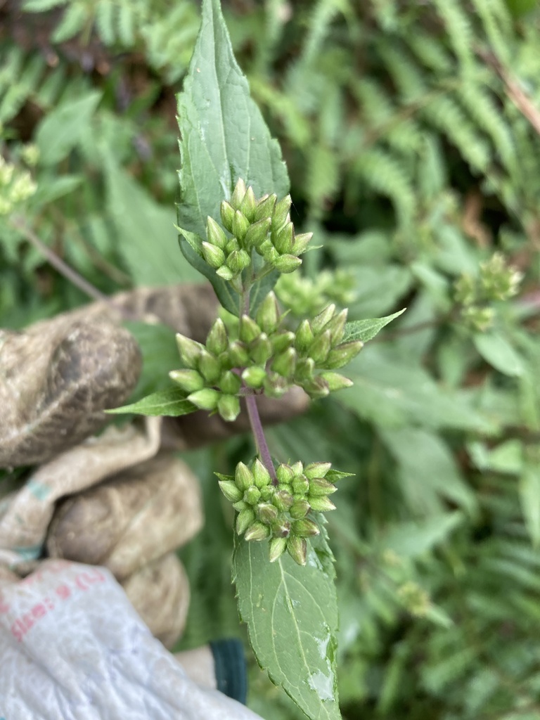 mist flower from Binya Cl, Hornsby Heights, NSW, AU on July 16, 2023 at ...