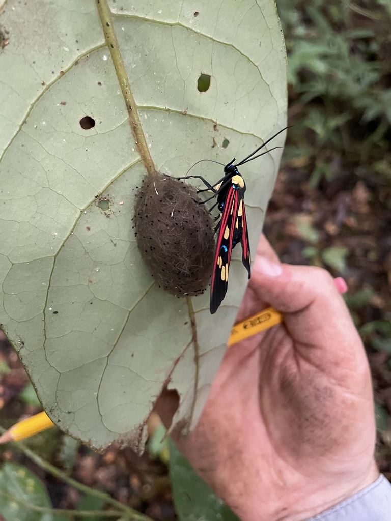 Histioea meldolae from Coto Brus, Puntarenas, CR on July 15, 2023 at 03 ...