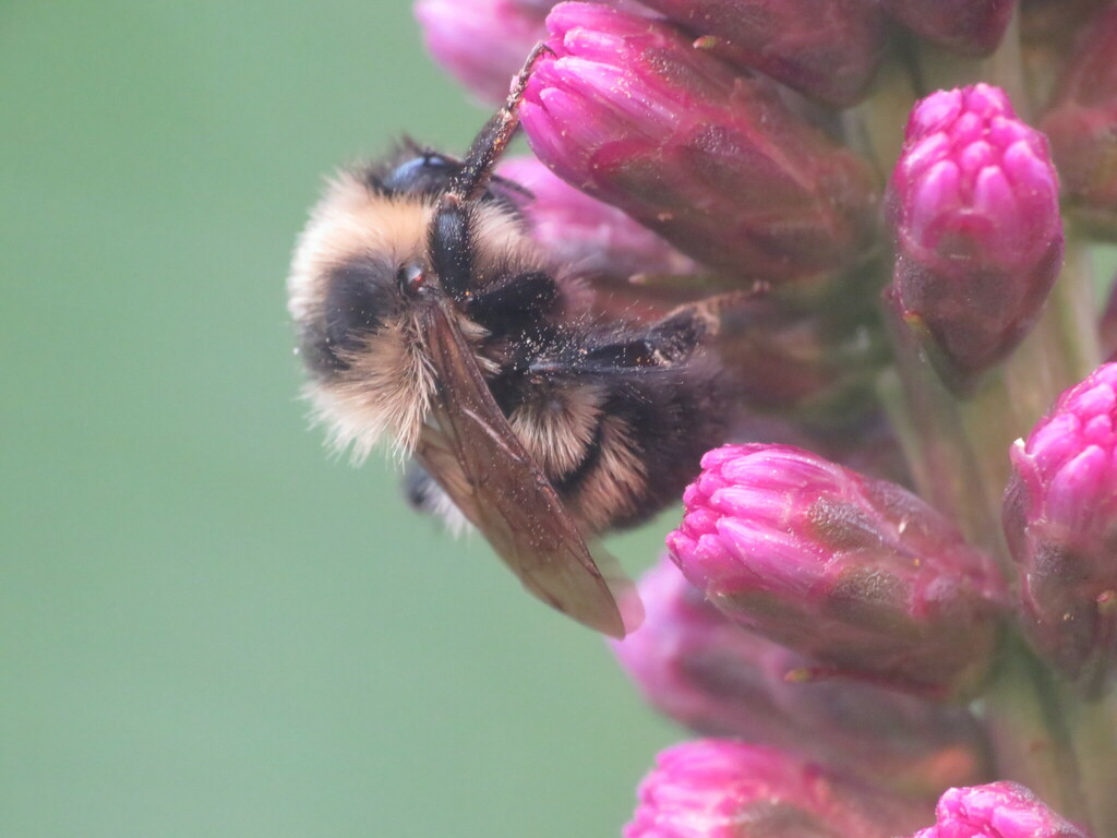 Red-belted Bumble Bee from Rockford, IL, USA on July 15, 2023 at 06:49 ...