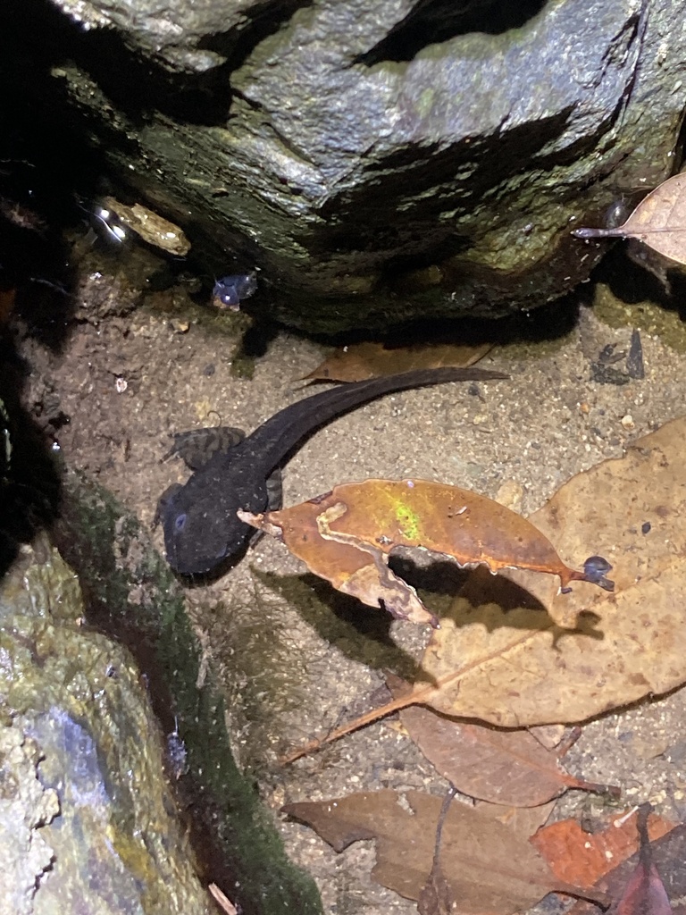 Otton frog in July 2023 by chouenyu · iNaturalist