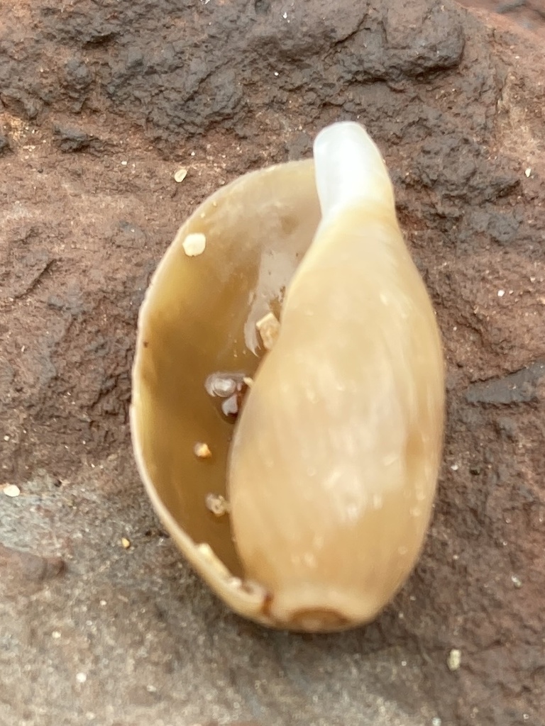 Cowries from Collaroy, NSW, AU on July 16, 2023 at 10:24 AM by kw841432 ...