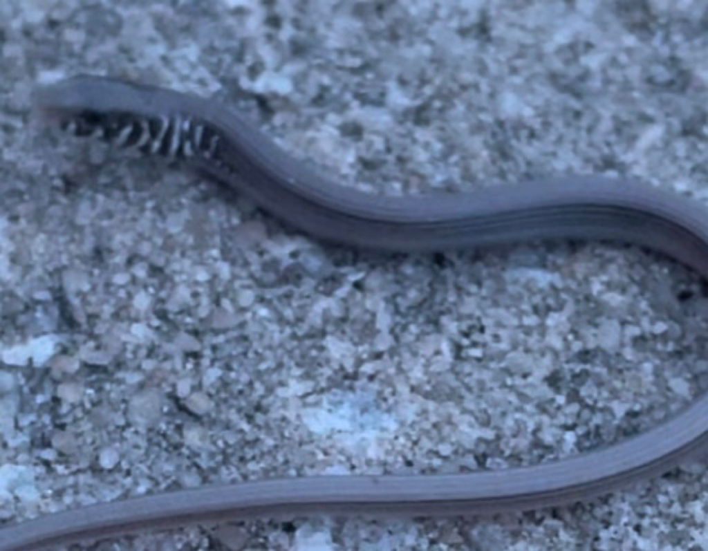 Eastern Glass Lizard from Cocoa on July 15, 2023 at 09:02 PM by ...