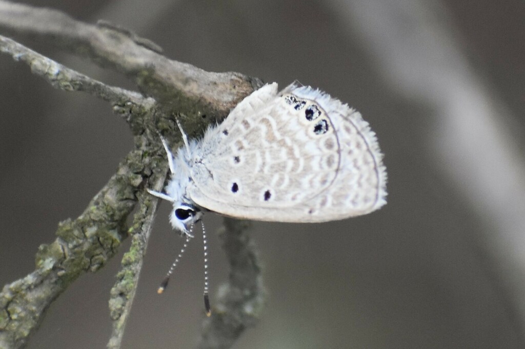 Ramon Blue from Pachacamac, Peru on July 15, 2023 at 10:48 AM by ...