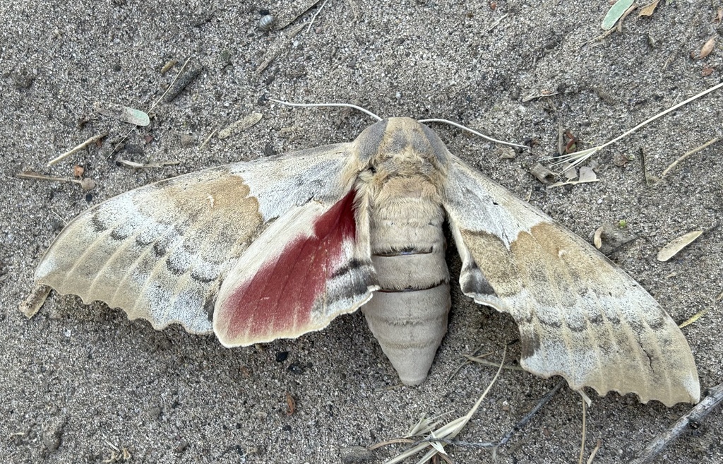 Western Poplar Sphinx from E Wickenburg Way, Wickenburg, AZ, US on July ...
