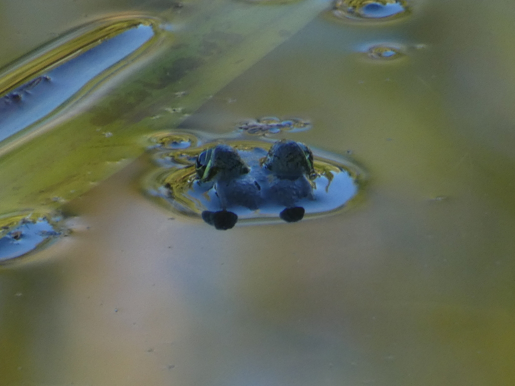 American Bullfrog from Bothell, WA, USA on July 15, 2023 at 06:42 AM by ...