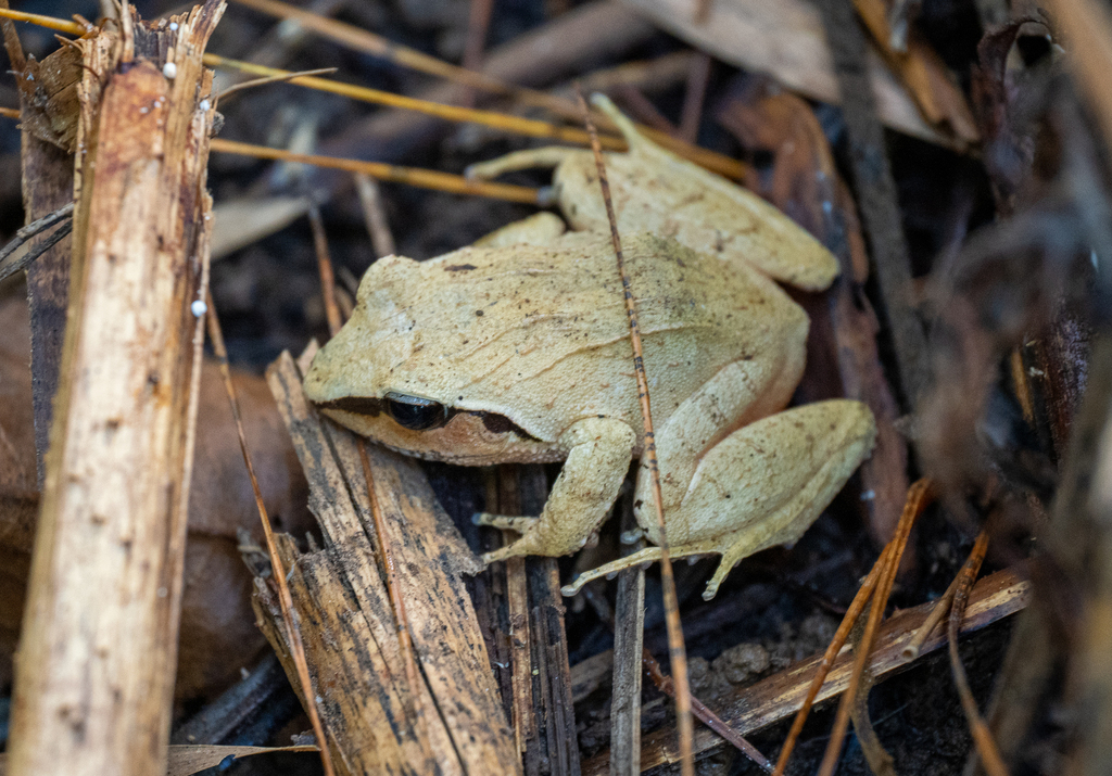 Rough-backed Forest Frog from Cadiz City, Negros Occidental ...