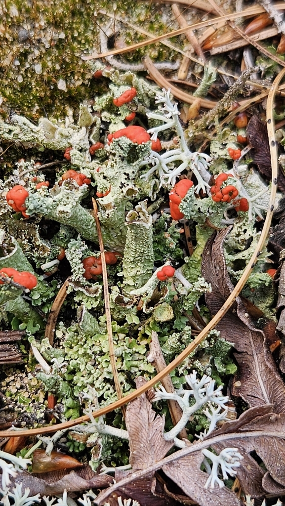 British soldier lichen from Batchawana Bay, ON P0S 1A0, Canada on July 15, 2023 at 11:34 AM by ...